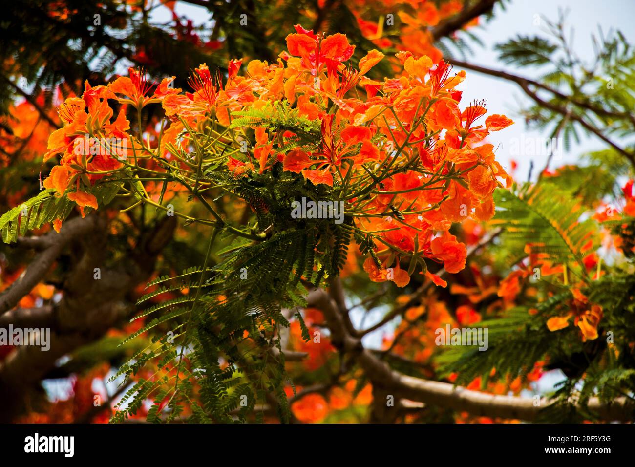 Arbre royal poinciana arbres Banque de photographies et d’images à ...