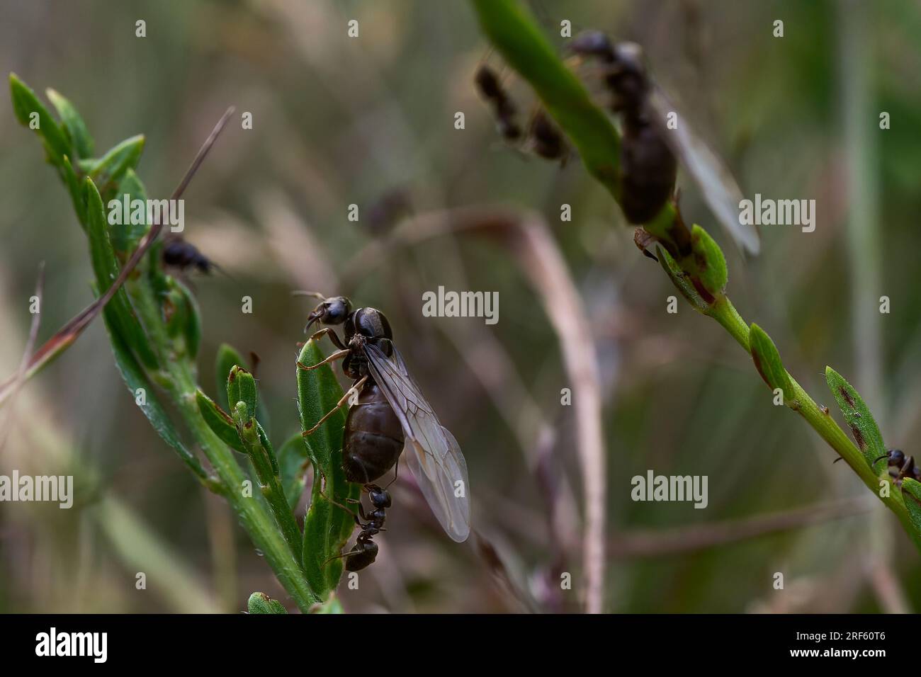 Fourmis volantes Banque de photographies et d’images à haute résolution ...
