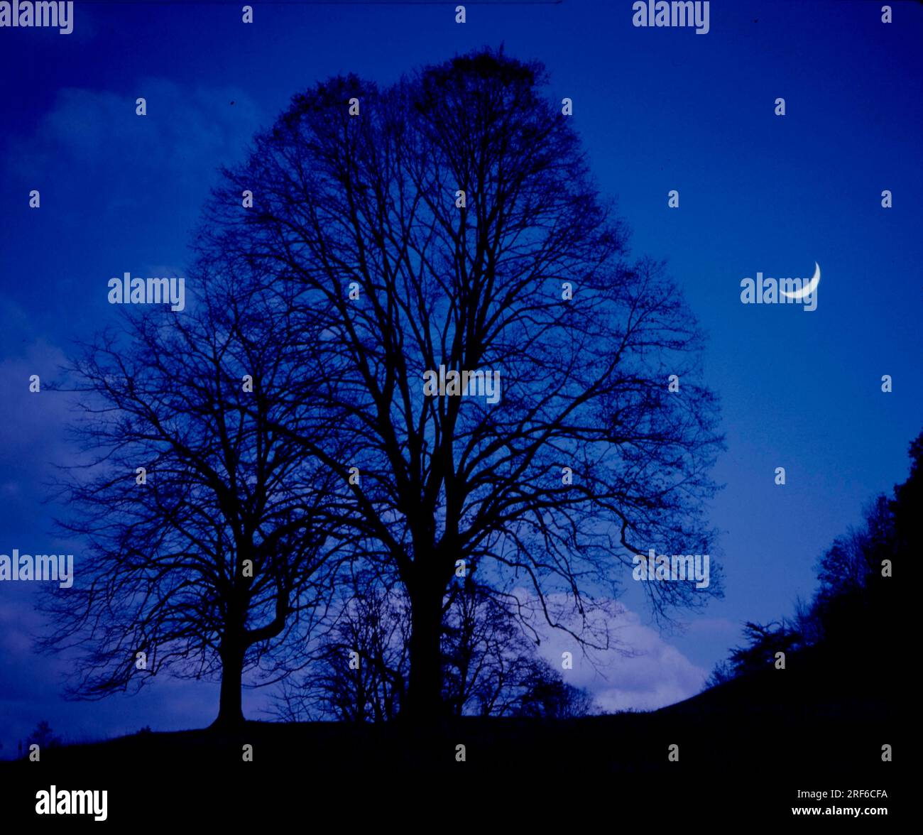 Arbre et faucille lune Banque de photographies et d’images à haute ...