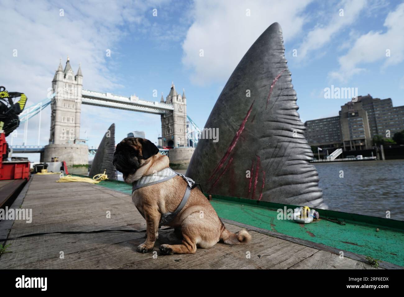 Un chien à côté de modèles flottants d'ailerons de requin mégalodon par ...