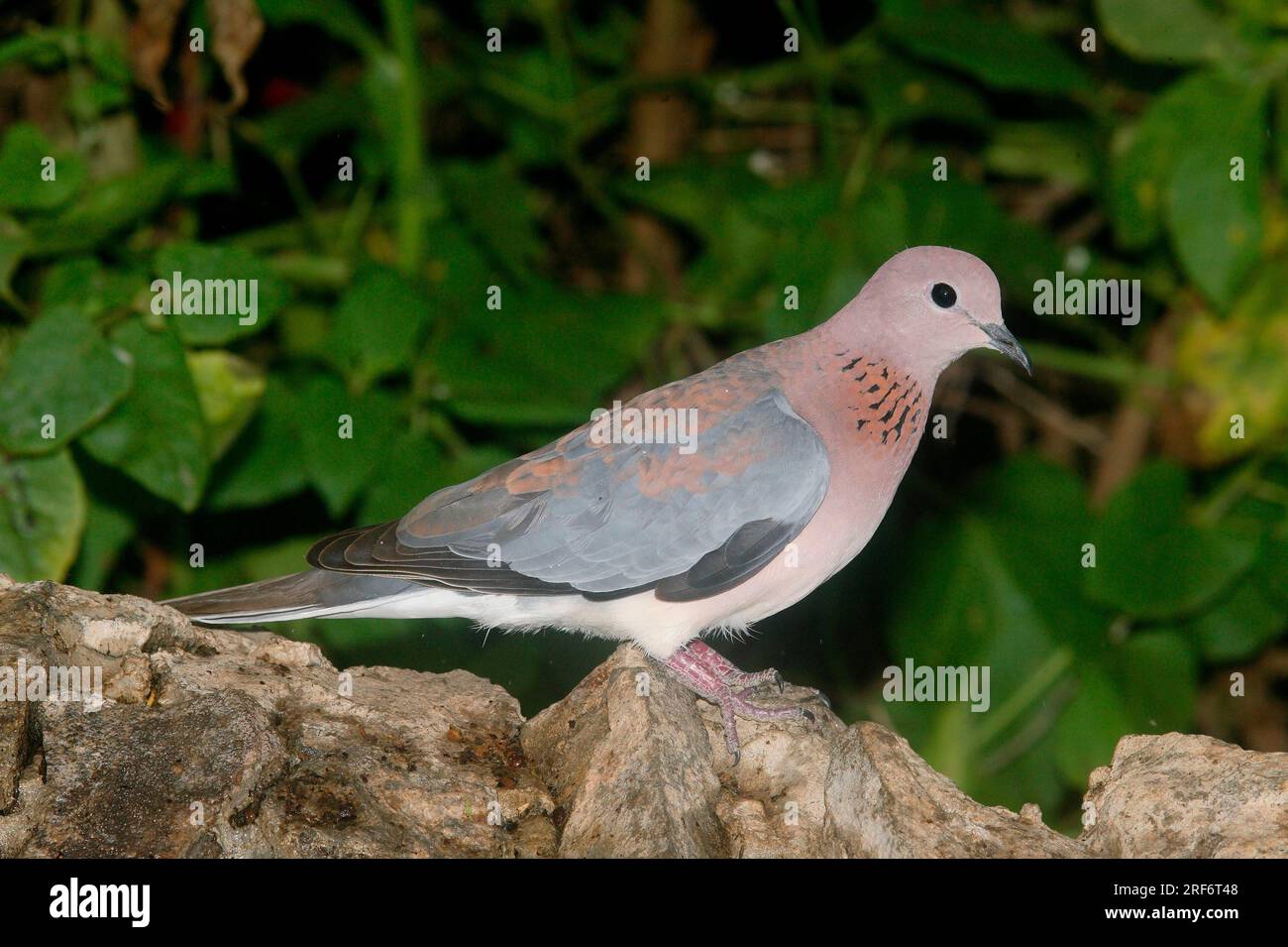 Colombe qui rit streptopelia senegalensis adulte Banque de ...
