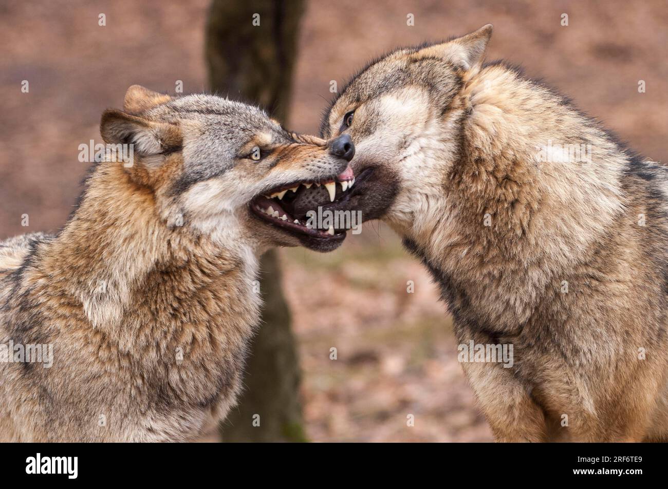 Loup couple Banque de photographies et d’images à haute résolution - Alamy