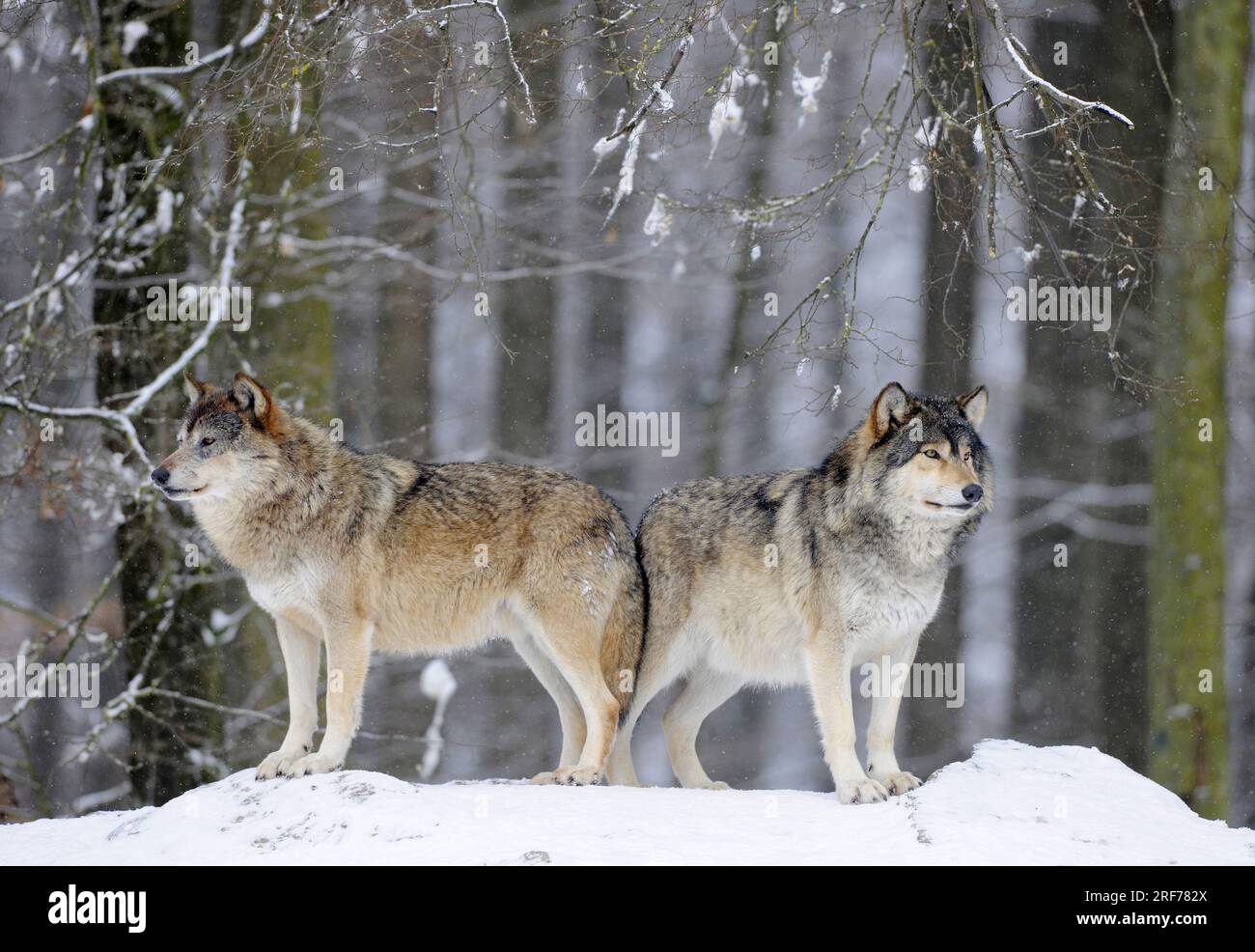 Zwei graue Timberwölfe im Winter, Schnee, Nationalpark, Bayerischer ...