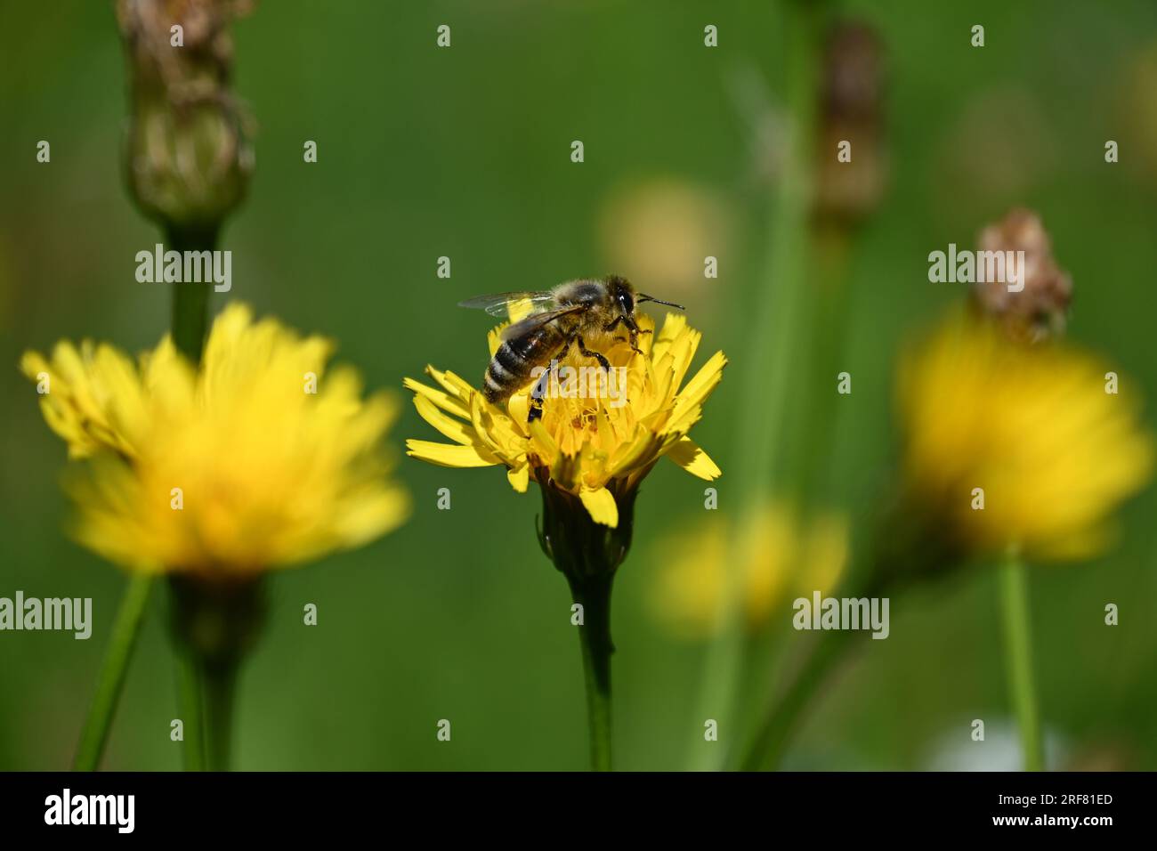Abeille en visite Banque de photographies et d’images à haute ...