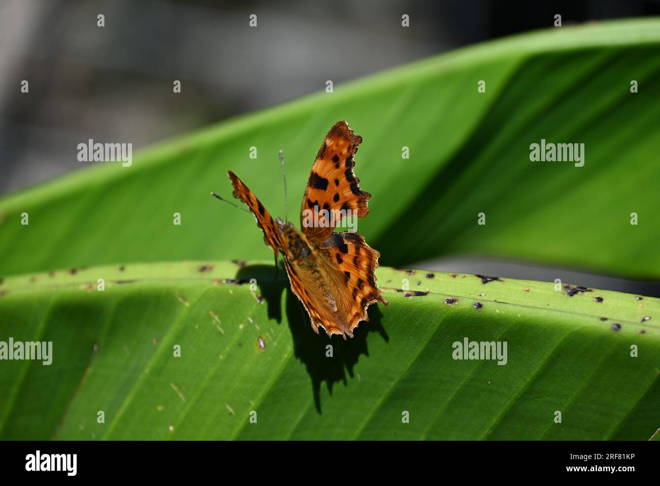 Papillon sur une feuille de figuier Banque de photographies et d’images ...