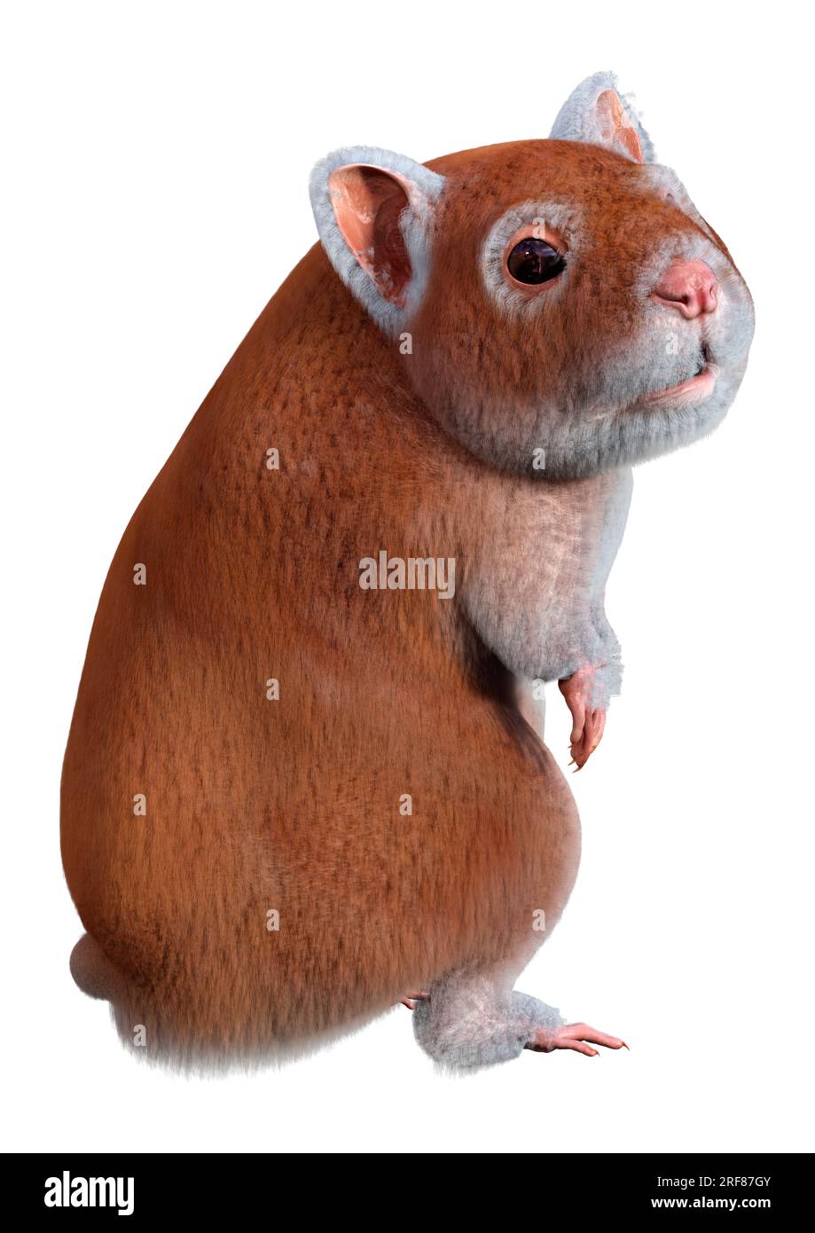 Un hamster brun Banque de photographies et d’images à haute résolution ...