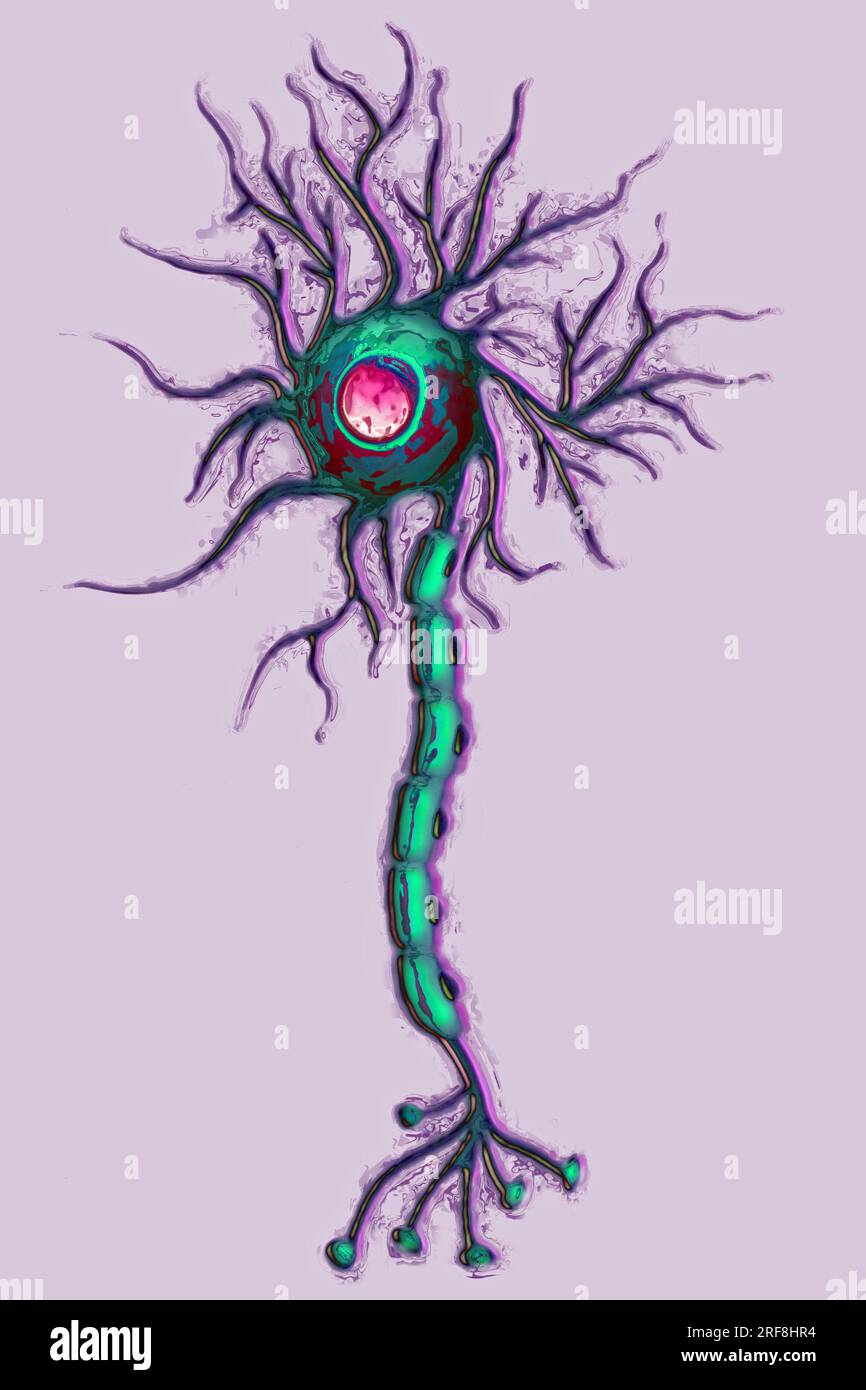 Neurone multipolaire Banque de photographies et d’images à haute ...