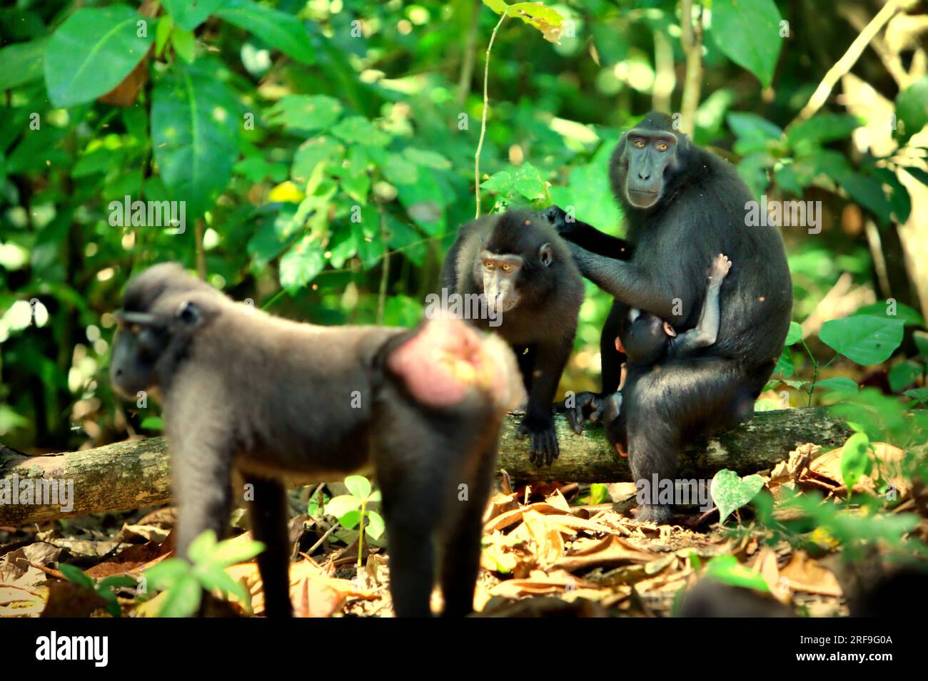 Cycle de reproduction des macaques Banque de photographies et d’images ...
