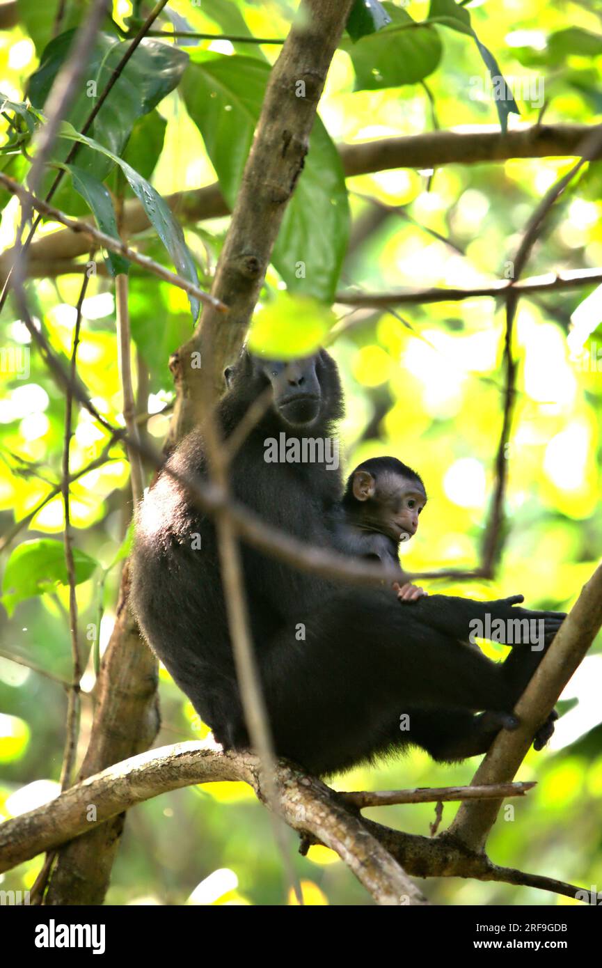 Cycle de reproduction des macaques Banque de photographies et d’images ...