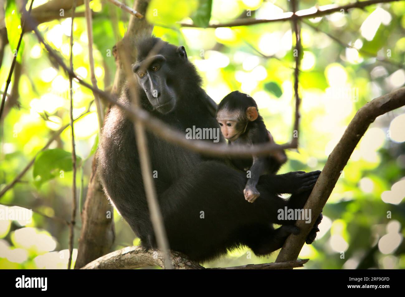 Cycle de reproduction des macaques Banque de photographies et d’images ...