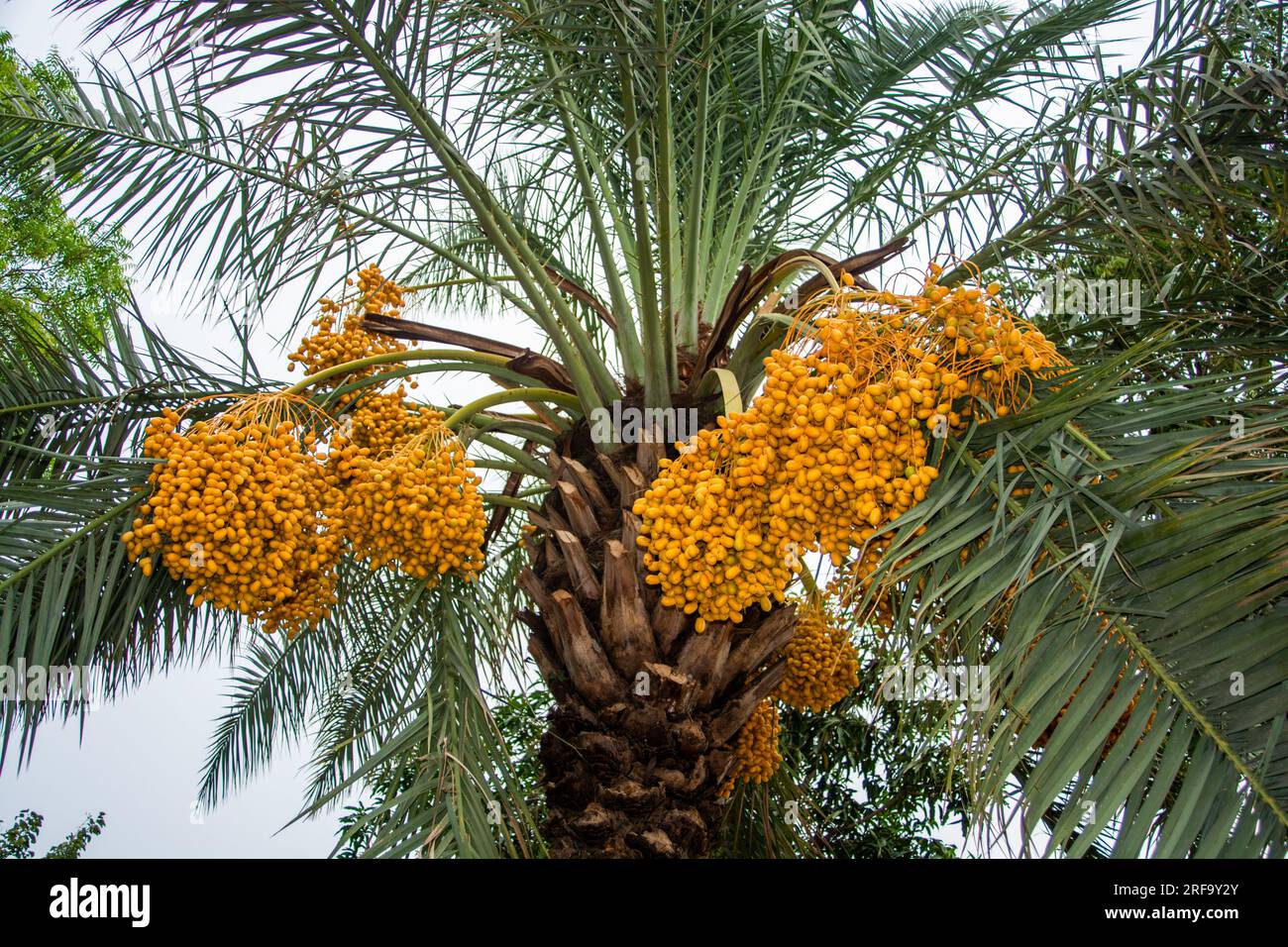Arbre de dattes avec des fruits Banque de photographies et d’images à ...