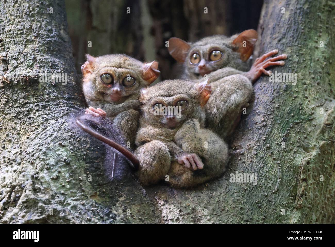 Spectral tarsiers Banque de photographies et d’images à haute ...