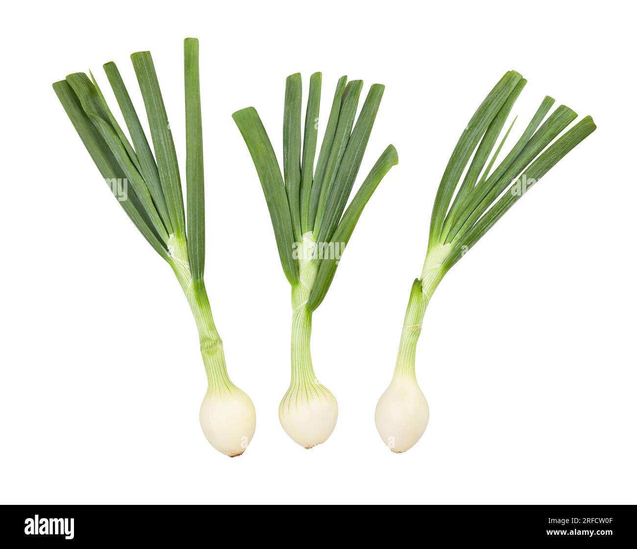 Jeune oignon Banque de photographies et d’images à haute résolution - Alamy