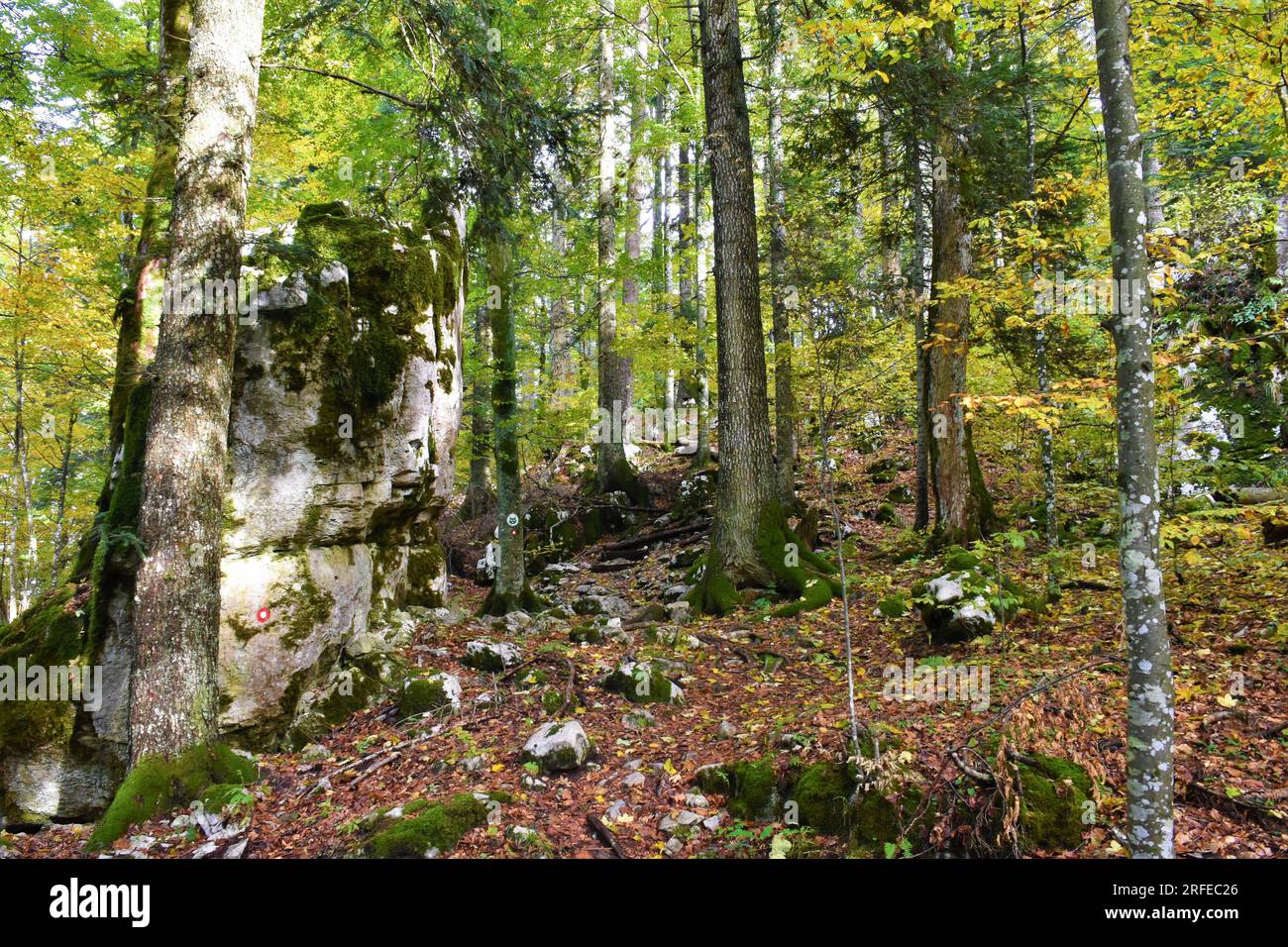 Forêt mixte de feuillus et de conifères avec hêtres (Fagus sylvatica ...