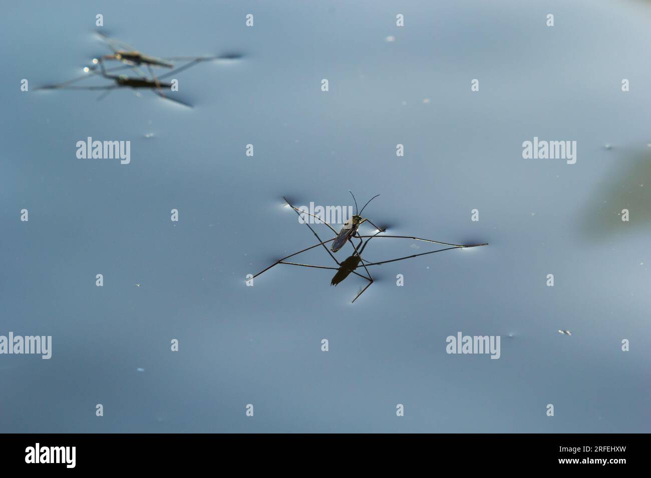 L'insecte Gerris lacustris, connu sous le nom de patineur commun d ...