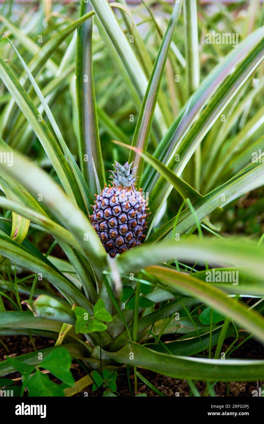 Gros plan vue verticale ananas poussant dans la serre, pas de gens. Les ...