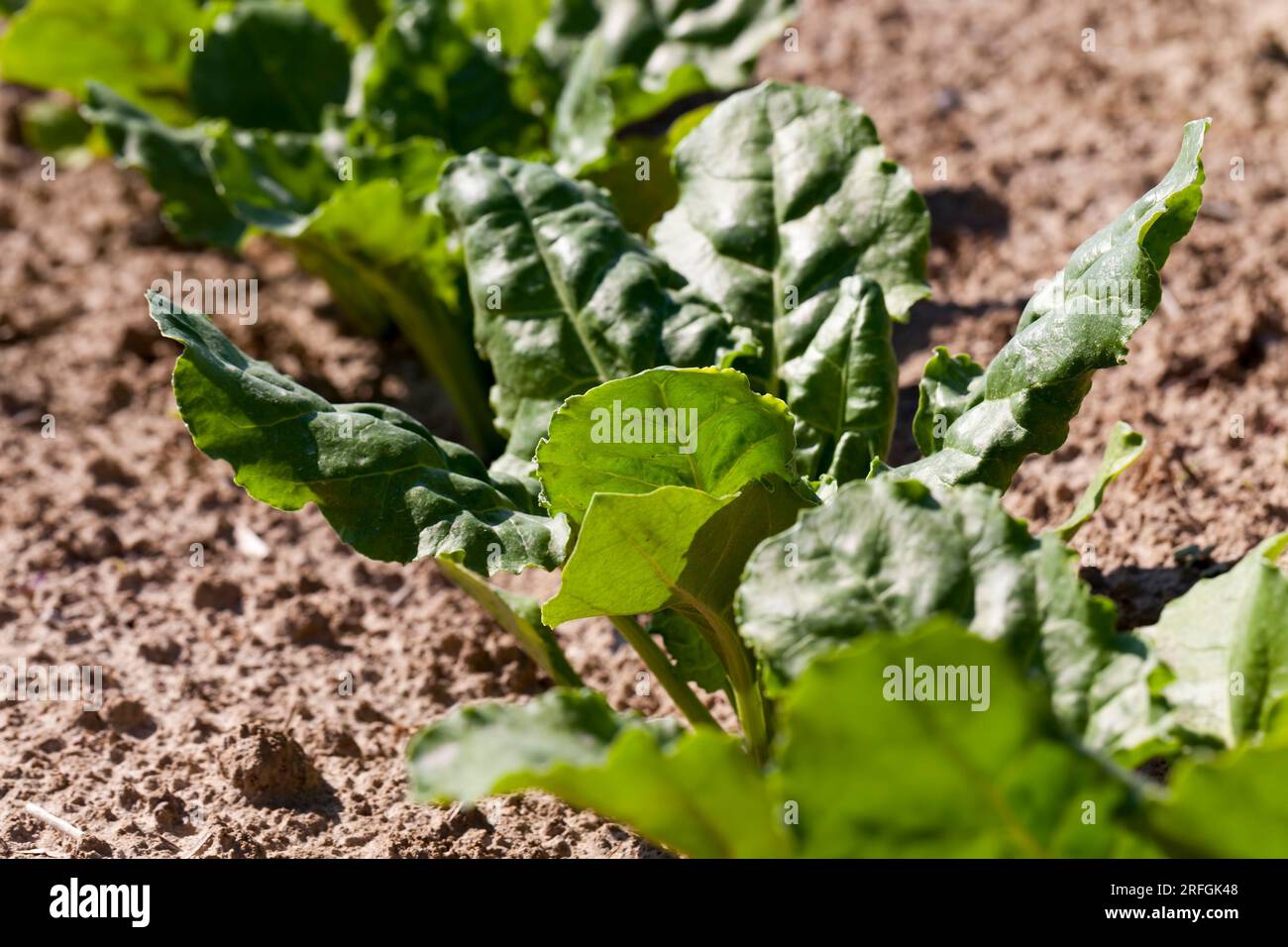 culture de la betterave sucrière pour la production et la production de ...