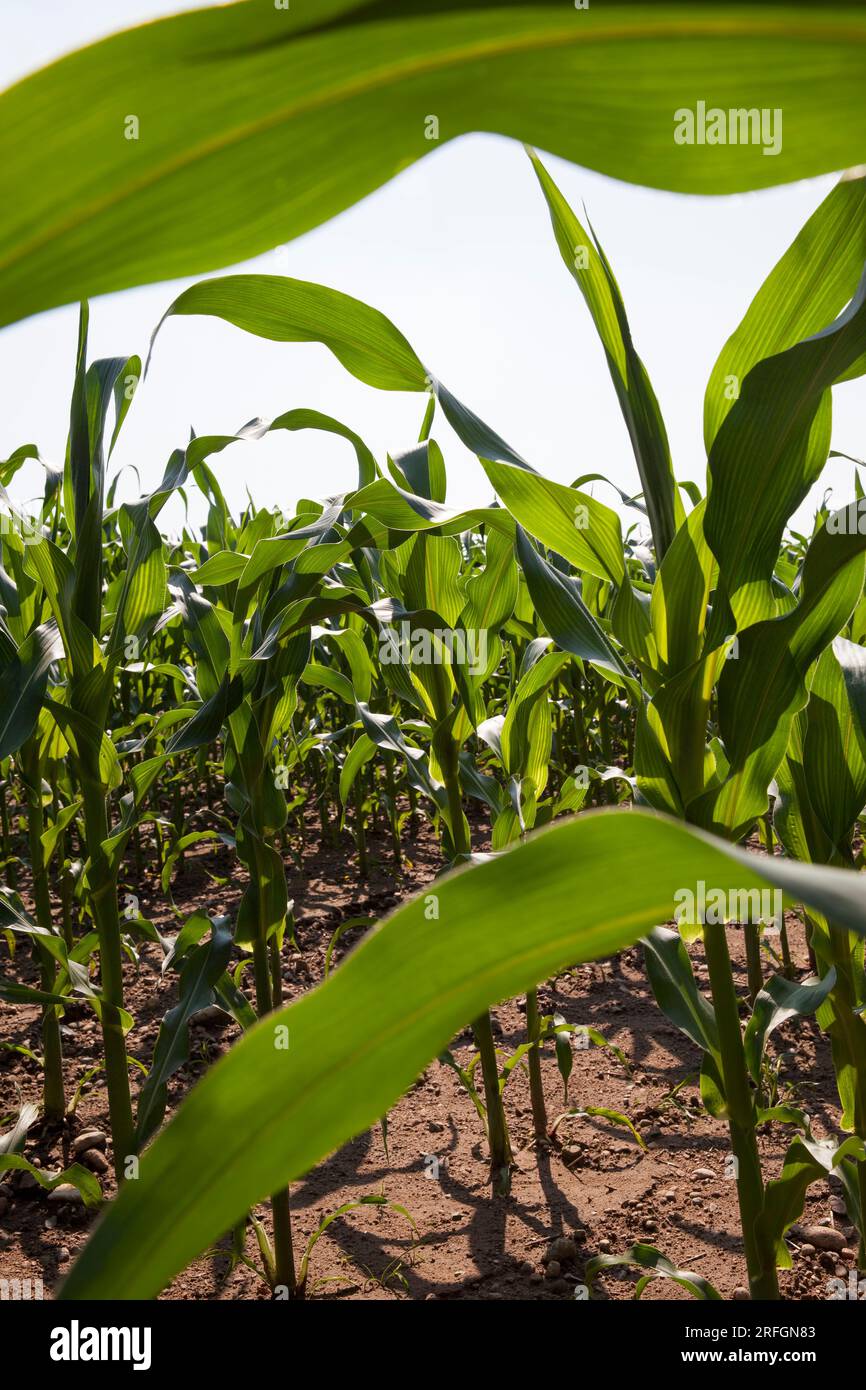 jeune maïs vert dans un champ agricole, un champ où les pousses vertes ...