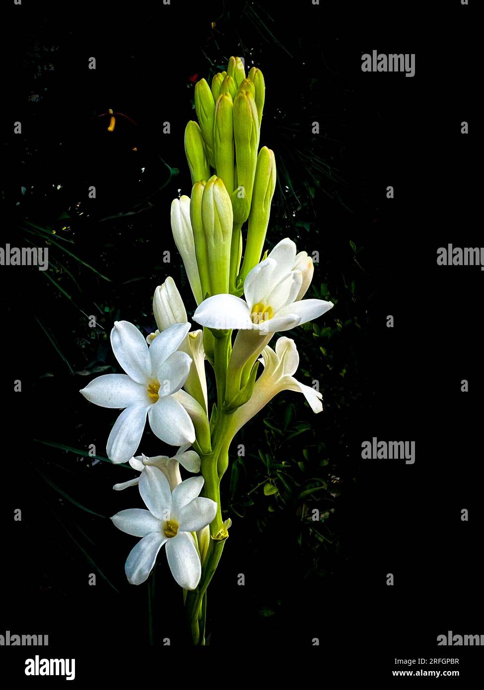 Tuberose flower Banque de photographies et d’images à haute résolution ...