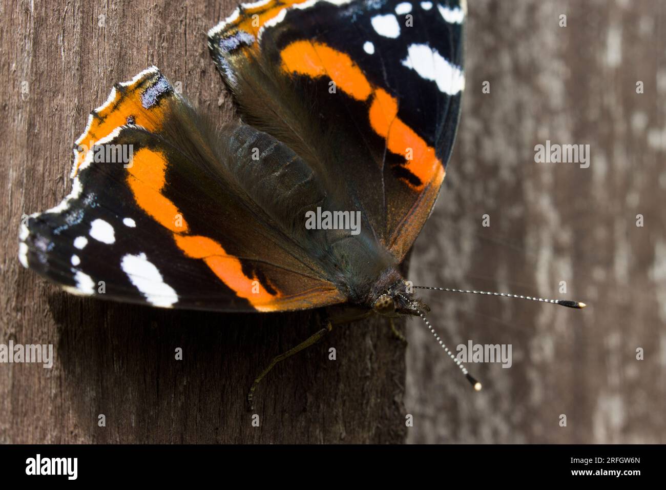 Vanessa atalante Banque de photographies et d’images à haute résolution ...