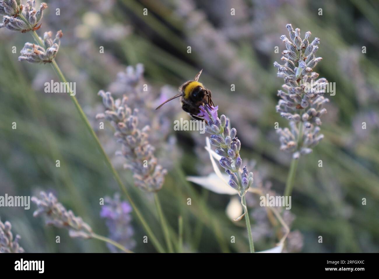 Flora et fauna Banque de photographies et d’images à haute résolution ...