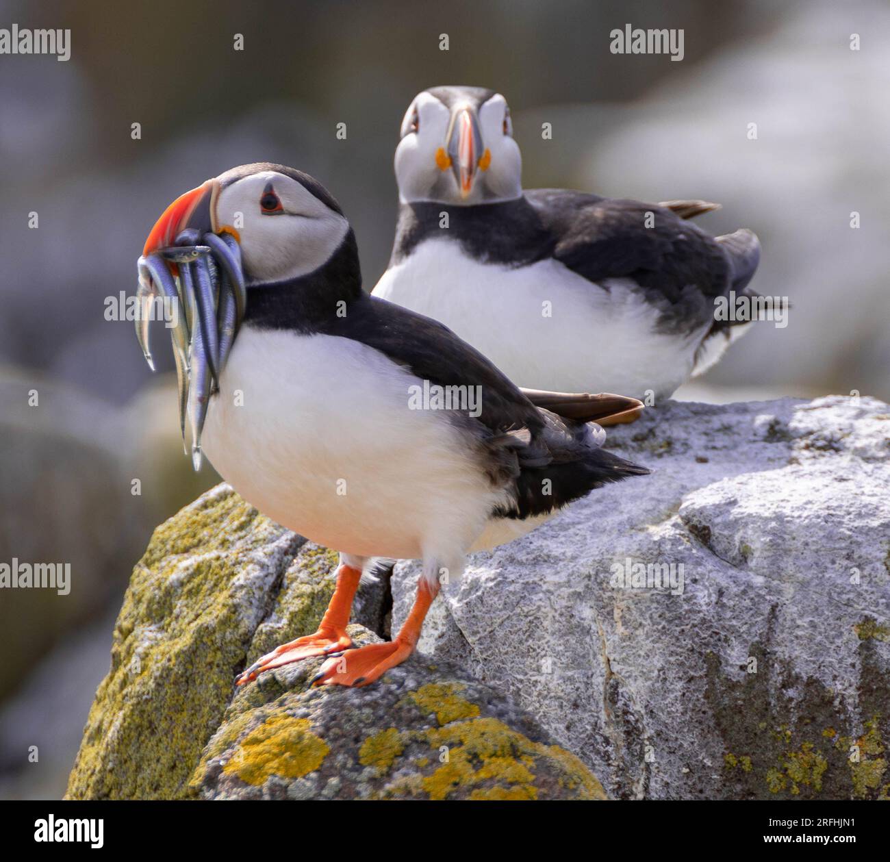 Gros plan de macareux Banque de photographies et d’images à haute ...