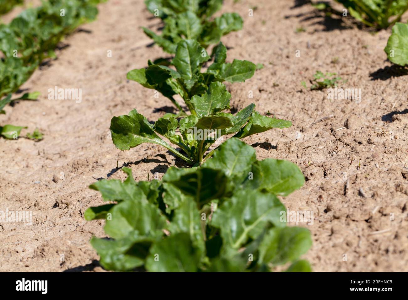 culture de la betterave sucrière pour la production et la production de ...