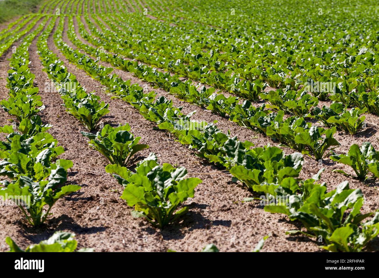 culture de la betterave sucrière pour la production et la production de ...