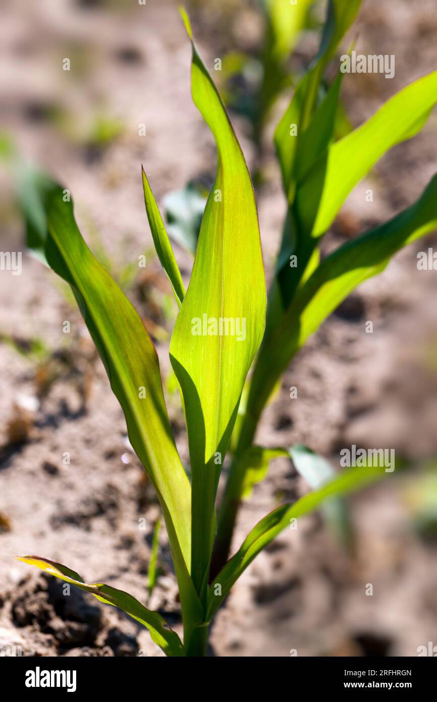 jeune maïs vert dans un champ agricole, un champ où les pousses vertes ...