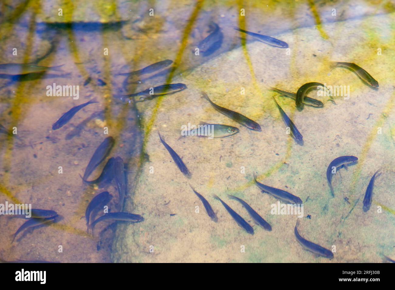 petits poissons nageant dans de l'eau sale boueuse dans le lac ...