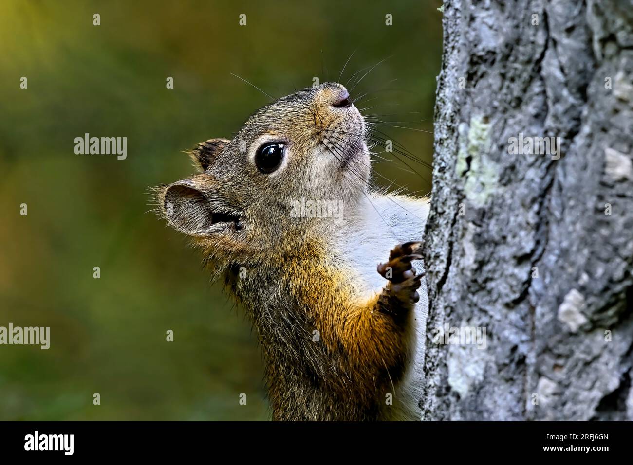 Un écureuil roux 'Tamiasciurus hudsonicus', sur un tronc d'arbre dans ...