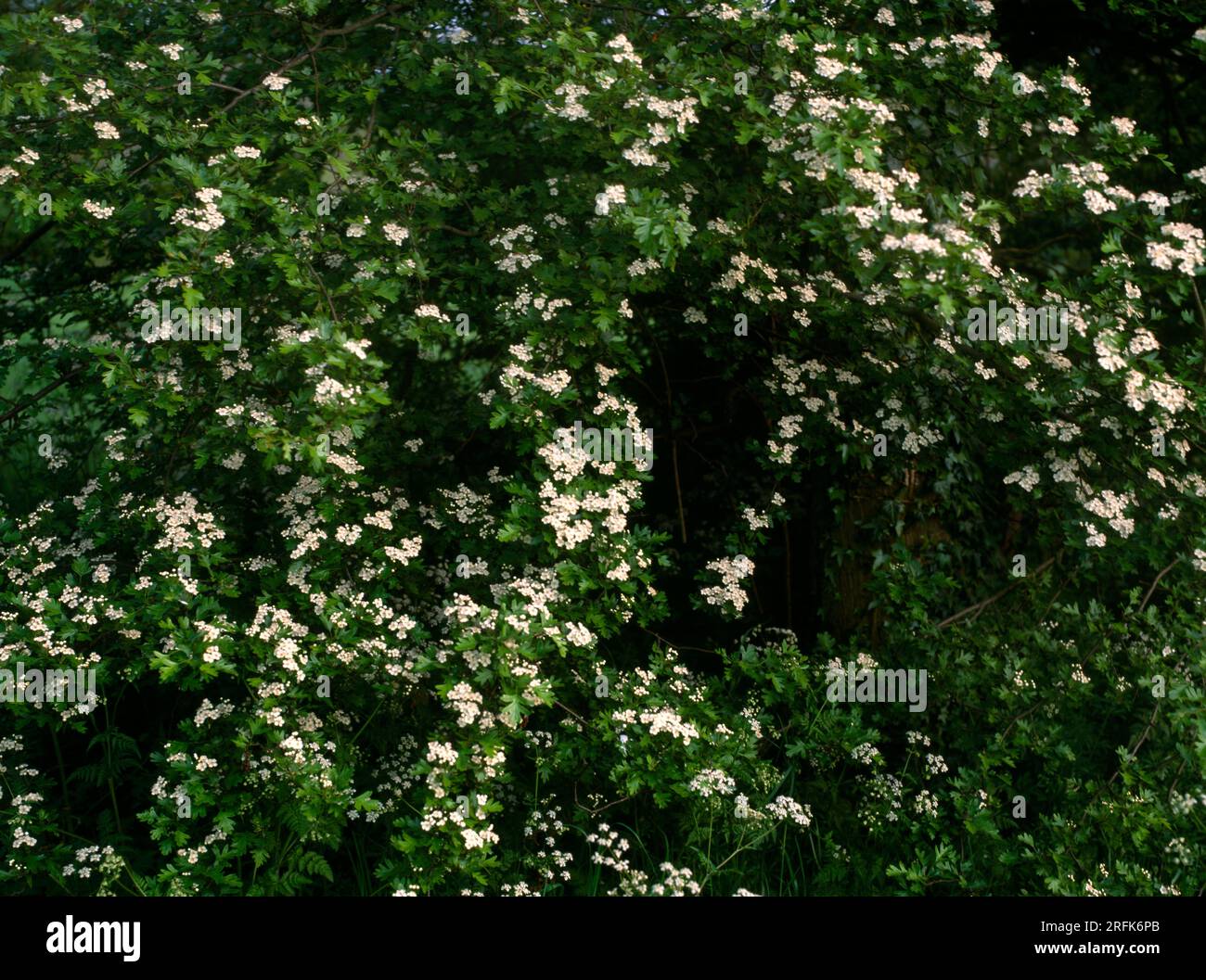 Crataegus monogyna spring Banque de photographies et d’images à haute ...