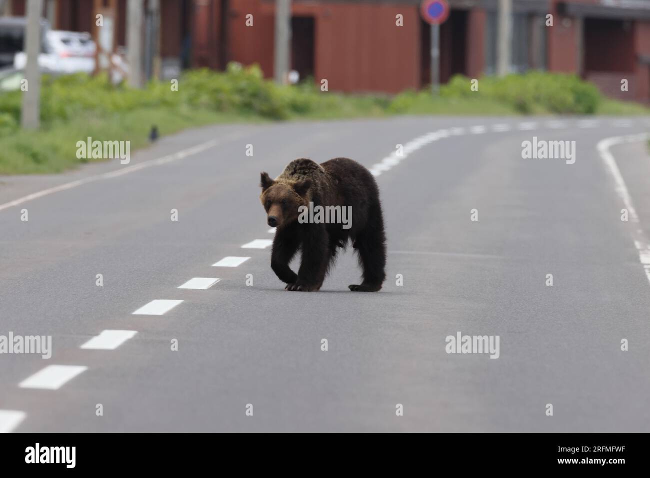 Ours brun Ussuri Ursus arctos lasiotus. Parc national de Shiretoko ...