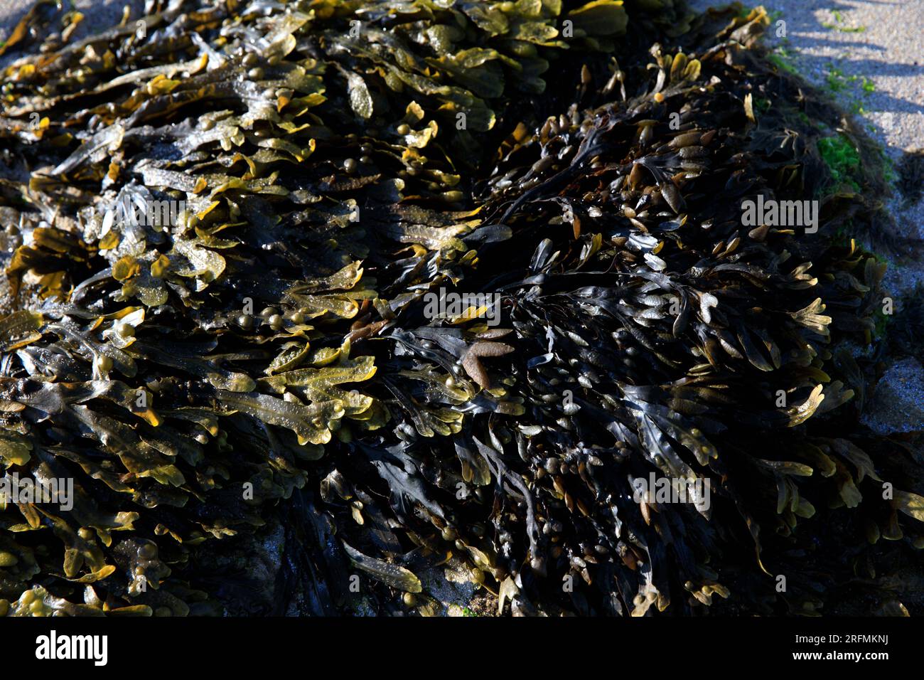 France, région Normandie, département de la Manche, Val de Saire ...