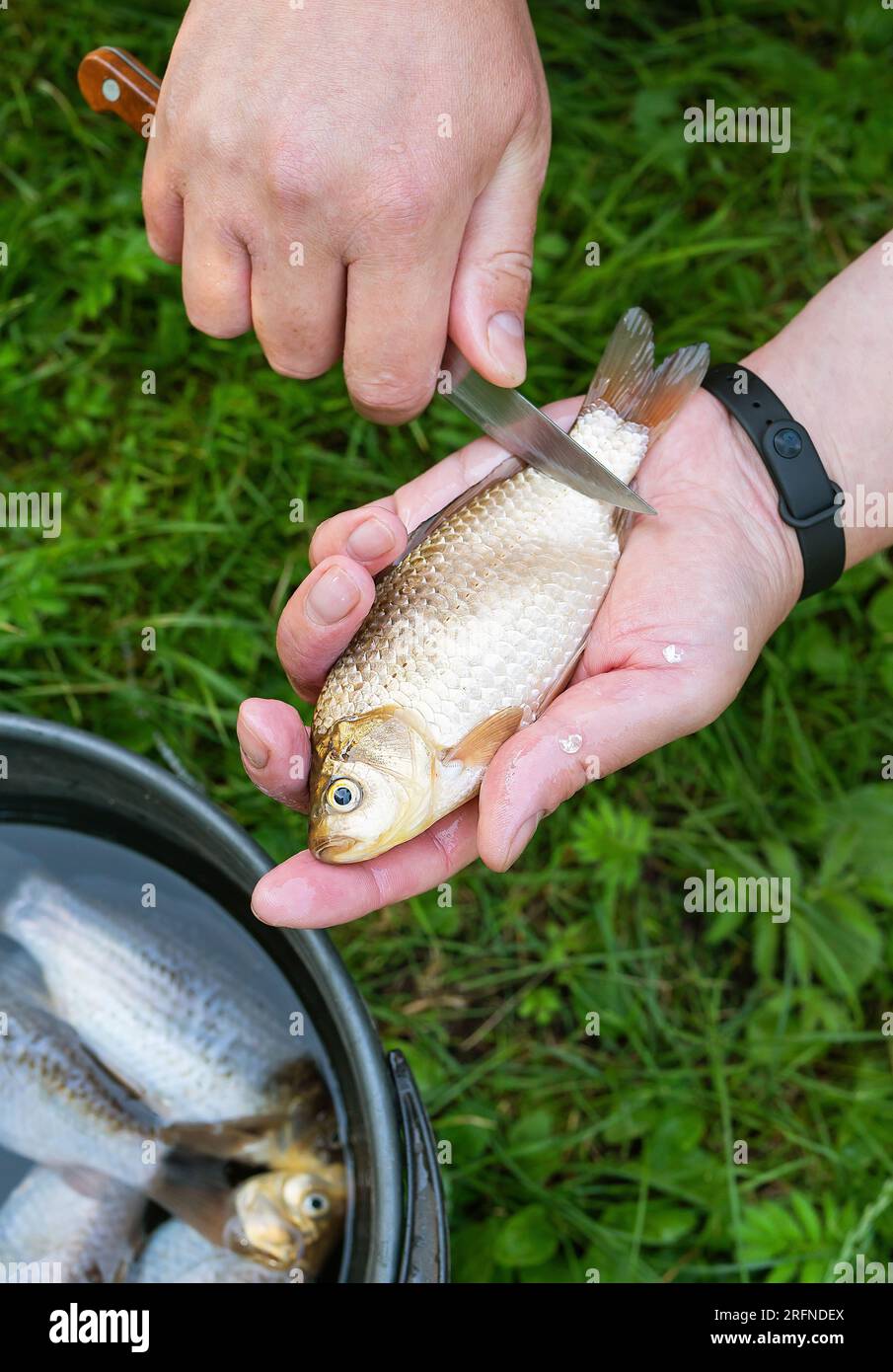 Pêcher la carpe crucienne propre avec un couteau tranchant sur le fond ...