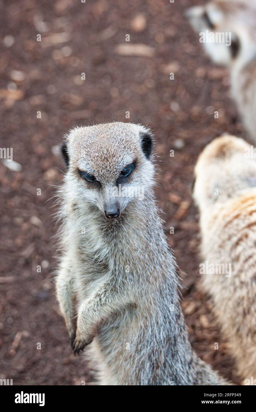 Portraits de suricates Banque de photographies et d’images à haute ...