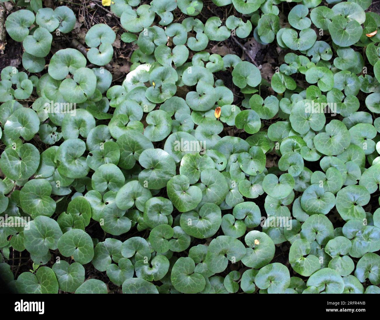 Ginger forest Banque de photographies et d’images à haute résolution ...