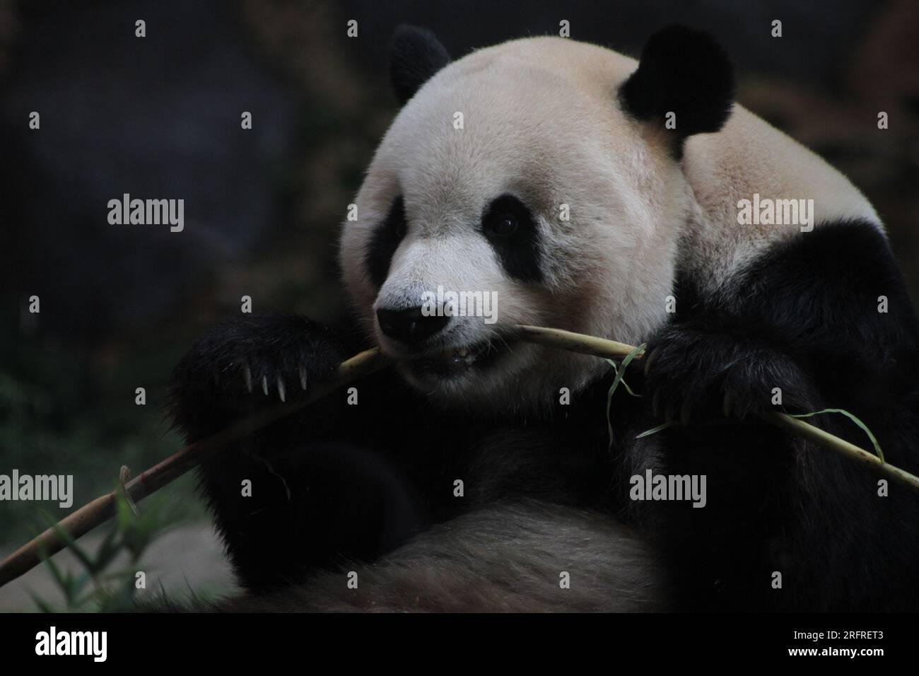 Bogor, Indonésie. 5 août 2023. Le panda géant Cai Tao est vu lors d'une ...