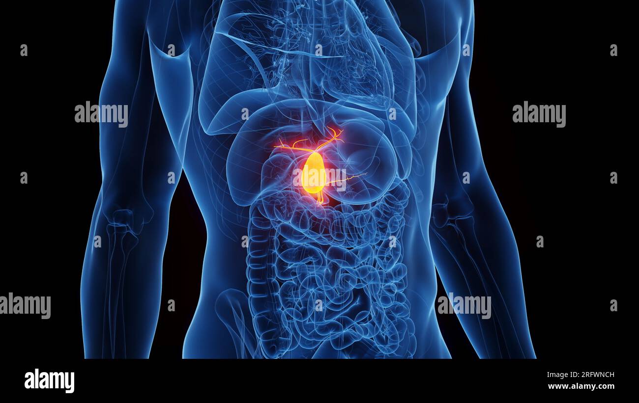 Sistema de la vesícula biliar masculina Banque de photographies et d ...