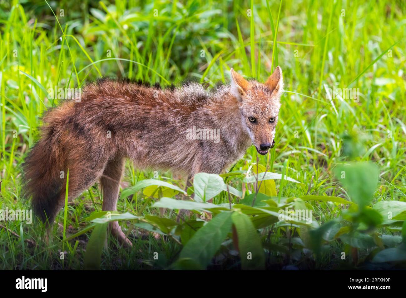 Photo animalière de Canis aureus indicus, chacal thaïlandais, prédateur ...