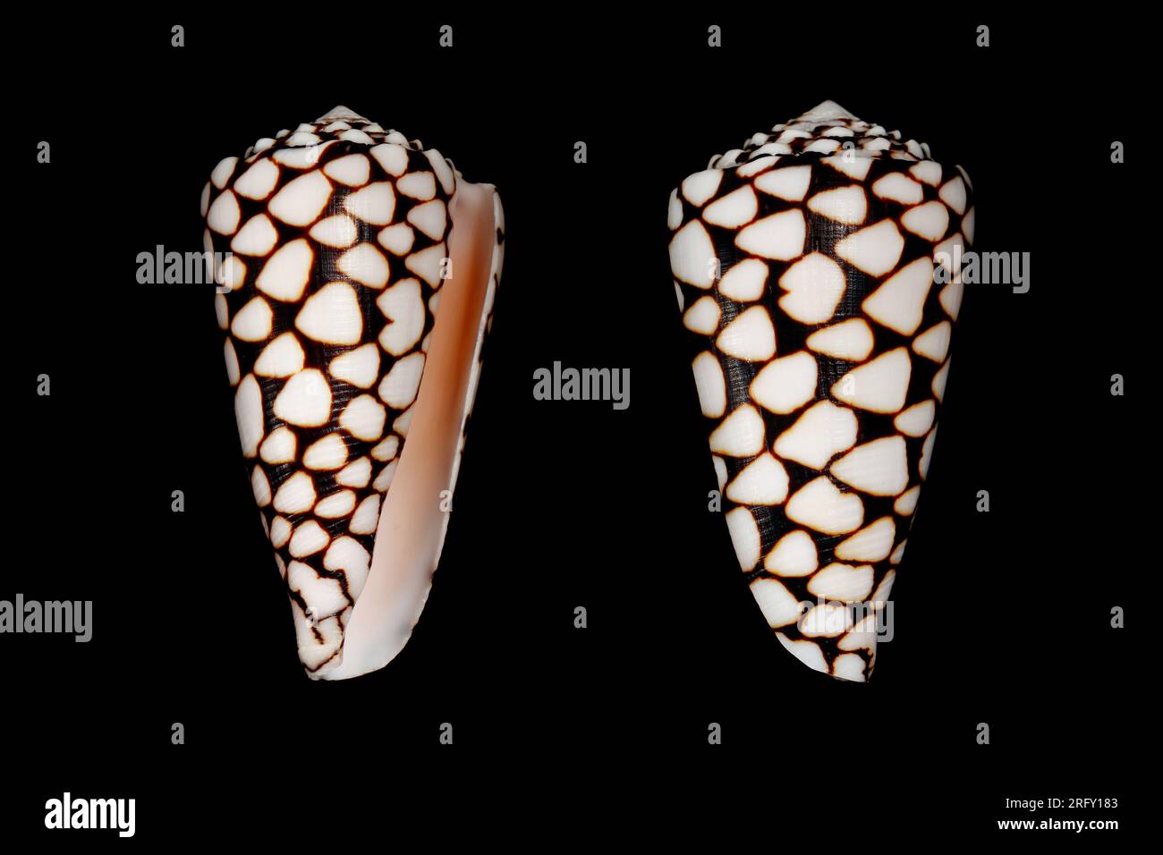 Venomous cone shell Banque de photographies et d’images à haute résolution - Alamy
