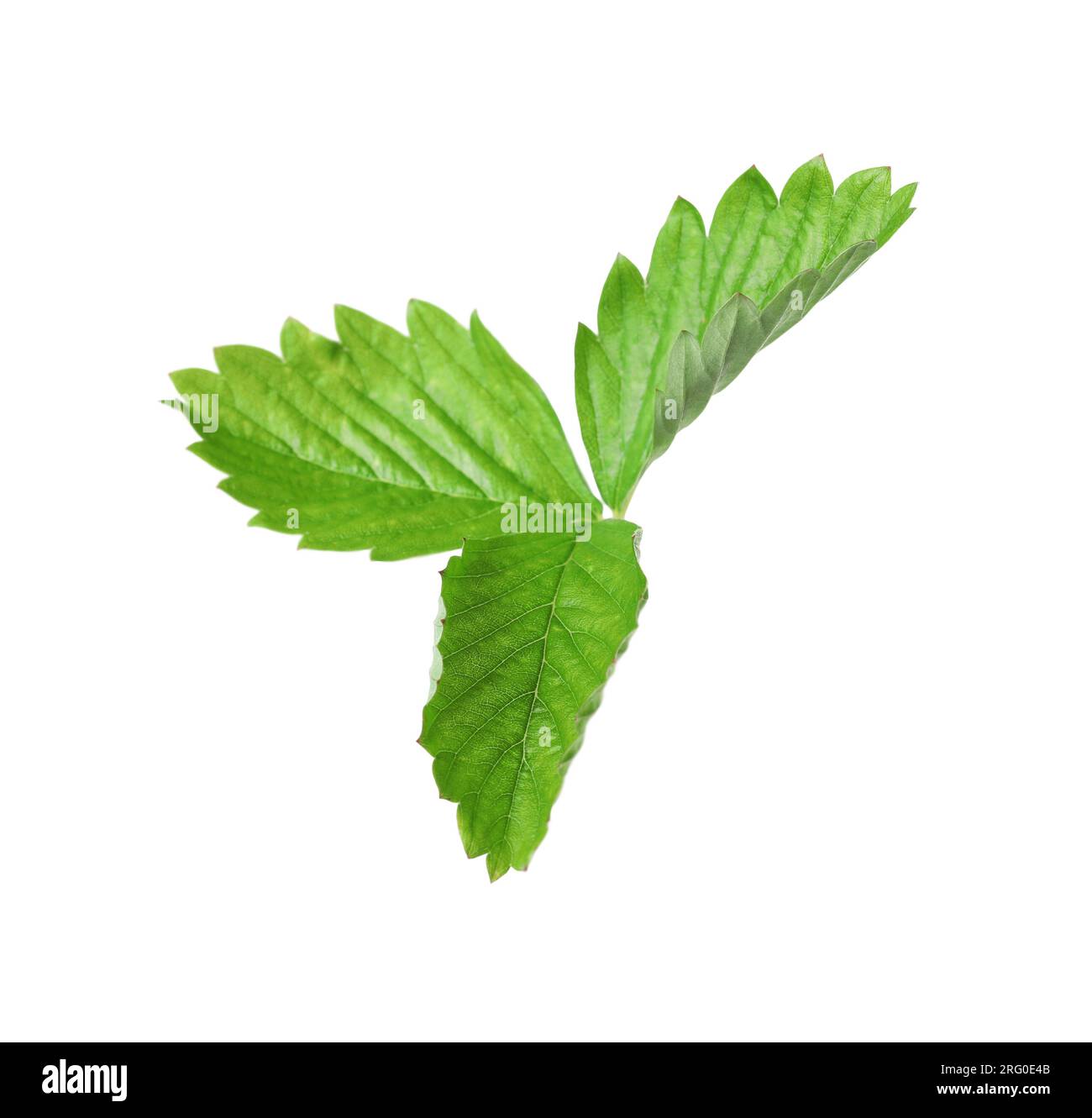 Fraise des bois Banque d'images détourées - Alamy