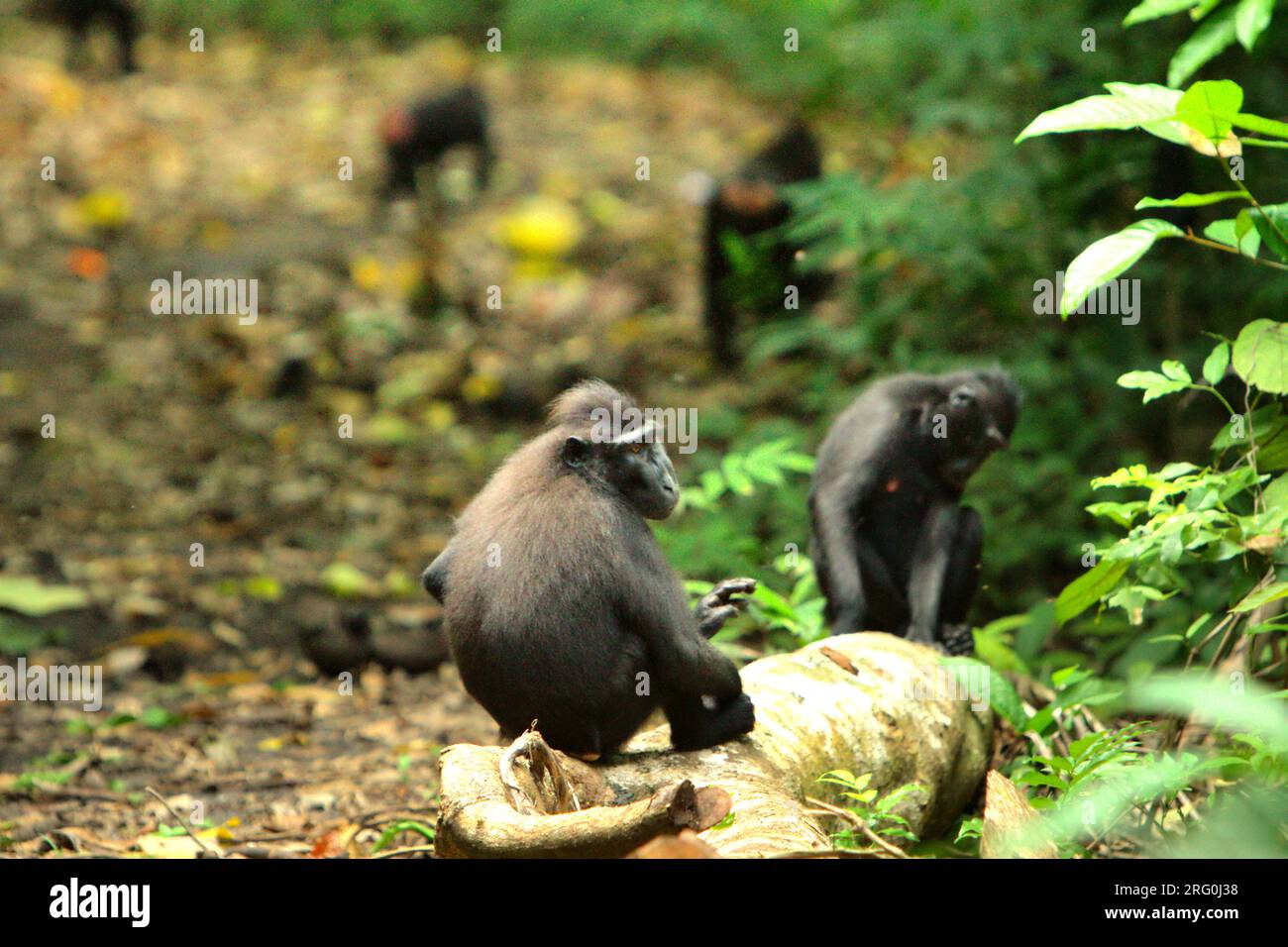 Macaques à crête (Macaca nigra) dans la forêt de Tangkoko, Sulawesi du ...