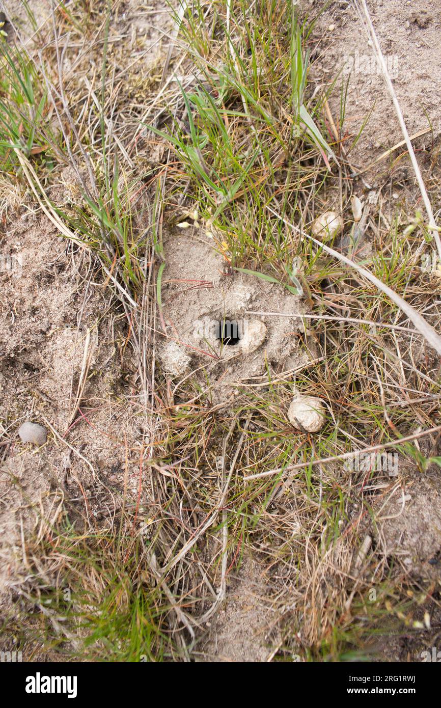 Minotaur beetle Banque de photographies et d’images à haute résolution ...