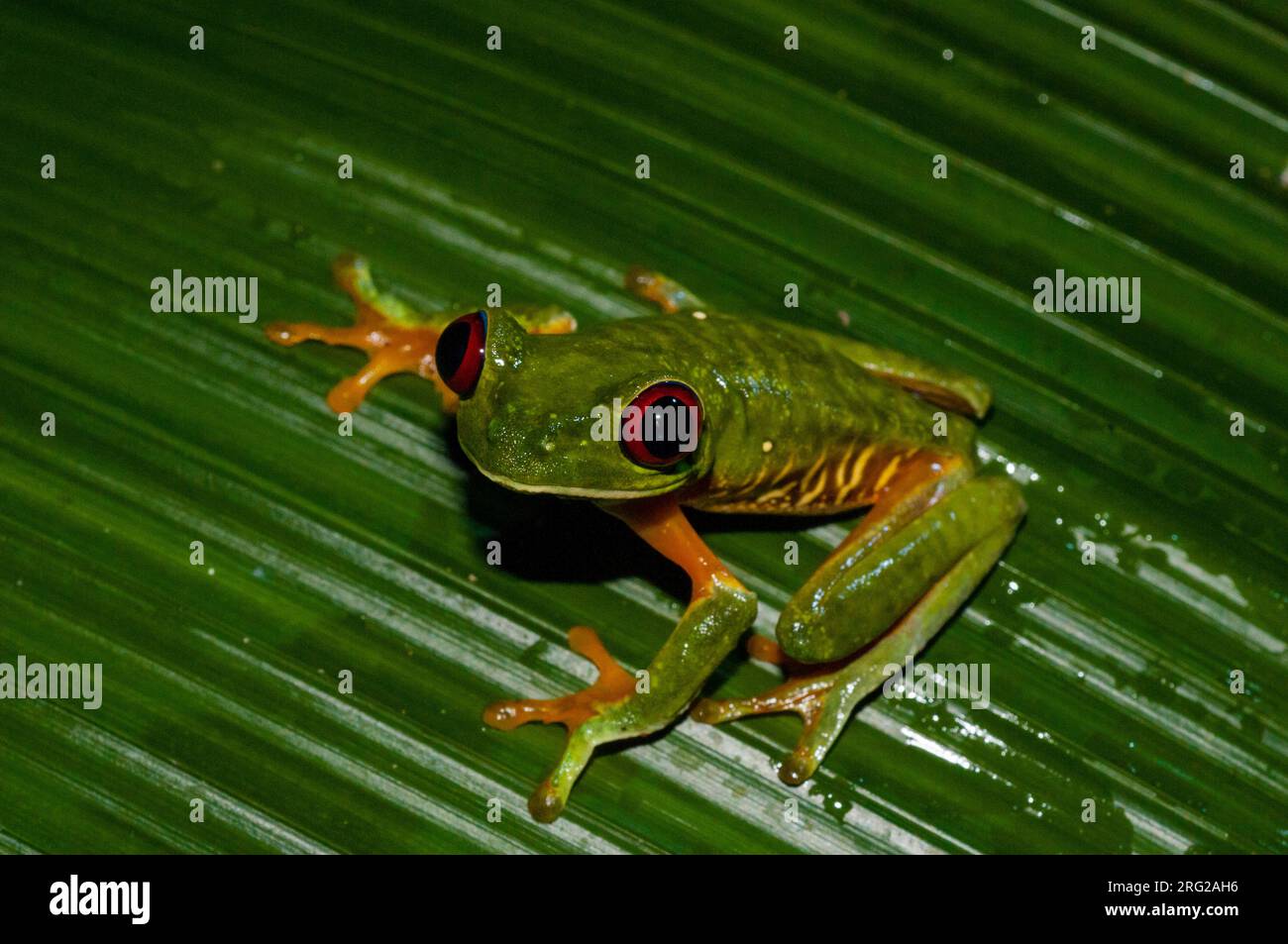 Gros plan d'une grenouille à yeux rouges, Agalychnis callidryas, sur ...