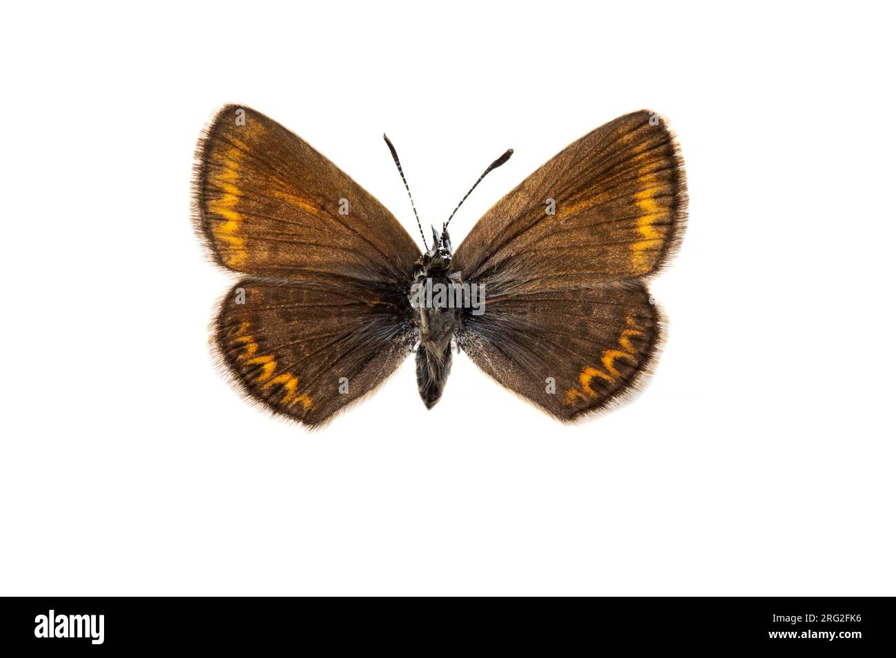 Idas blue butterfly Banque de photographies et d’images à haute ...