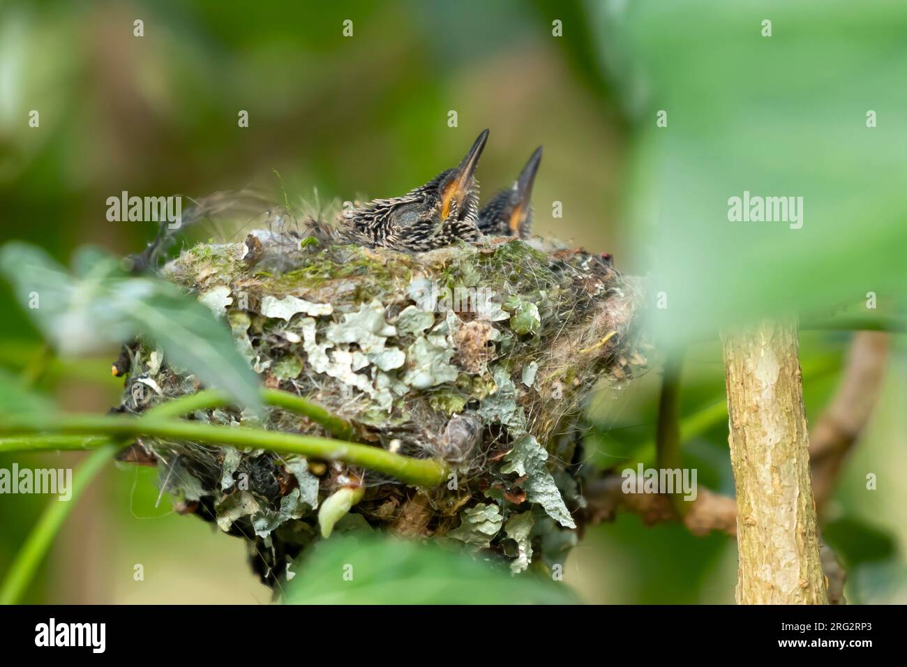 Un nid de colibri d'Anna avec deux jeunes oiseaux dedans, les yeux ...