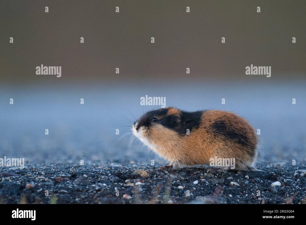 Norvège Lemming (Lemmus lemmus) sur la route. Après une augmentation ...