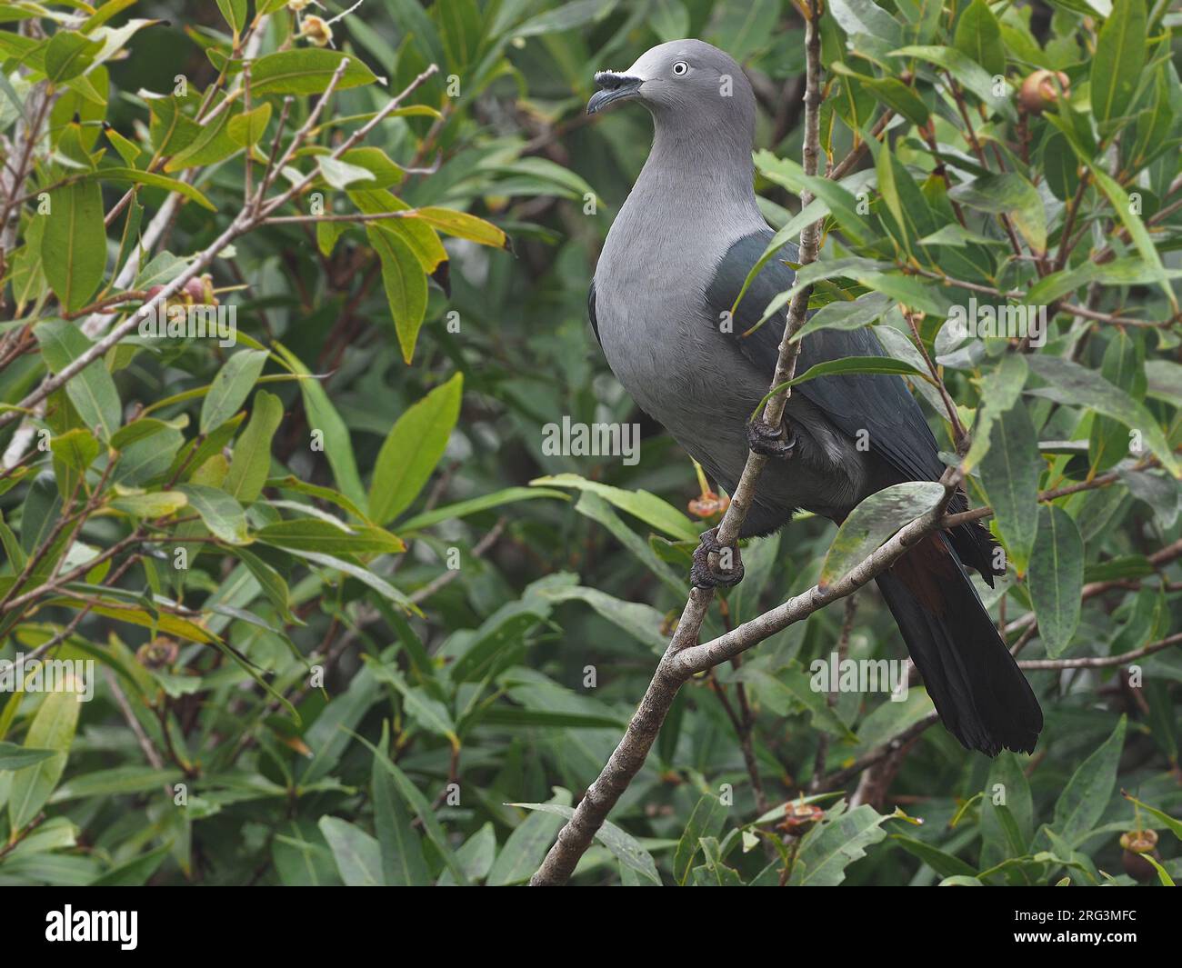 Marquesan imperial pigeon Banque de photographies et d’images à haute ...