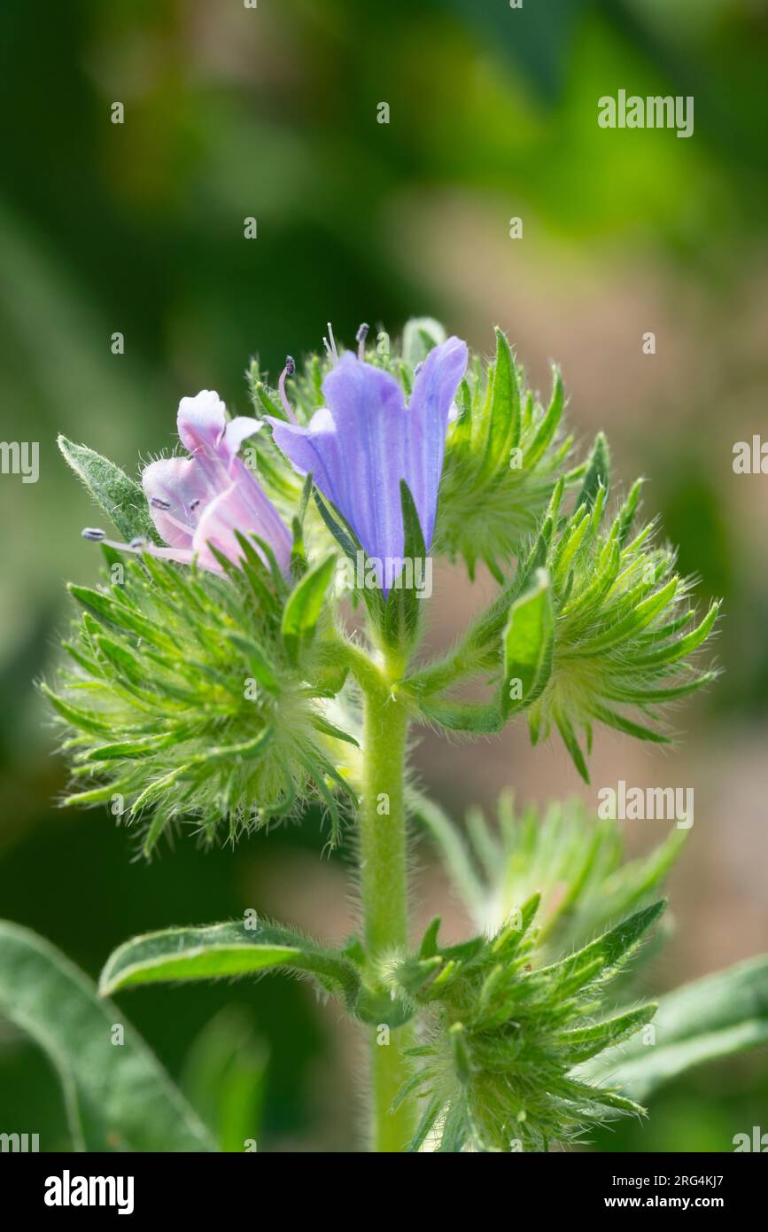 Purple vipers bugloss echium plantagineum Banque de photographies et d ...